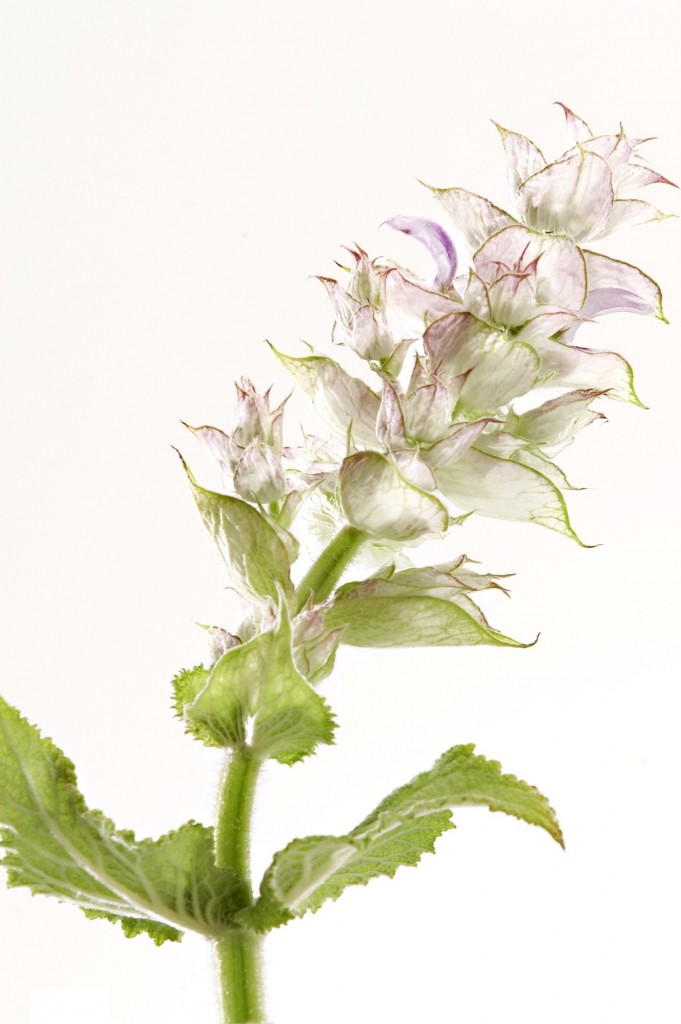 Clary Sage Essential Oil | Bayliss Botanicals | Distillates Homegrown ...